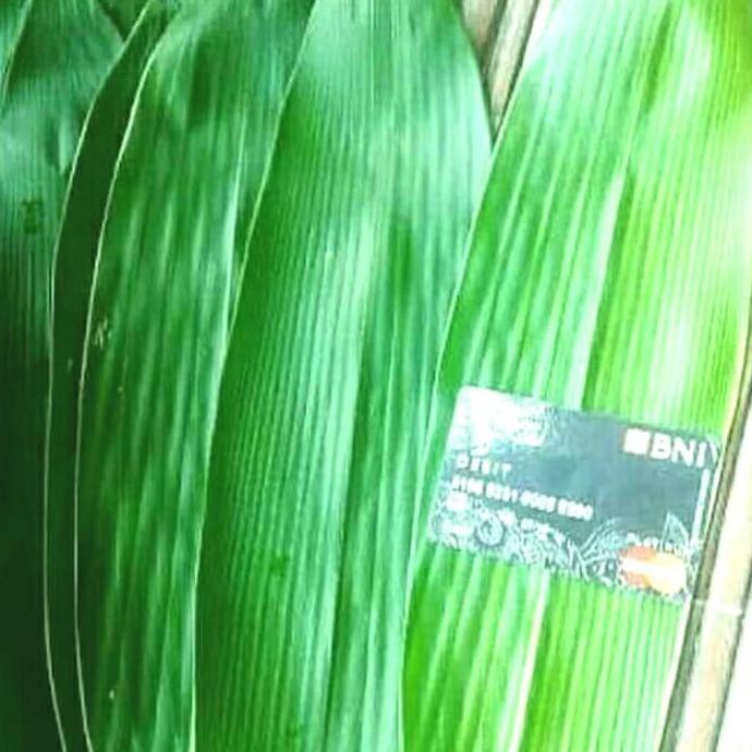 Jual DAUN BAMBU JUMBO LEBAR 5 JARI KHUSUS BUNGKUS BACANG | Shopee Indonesia