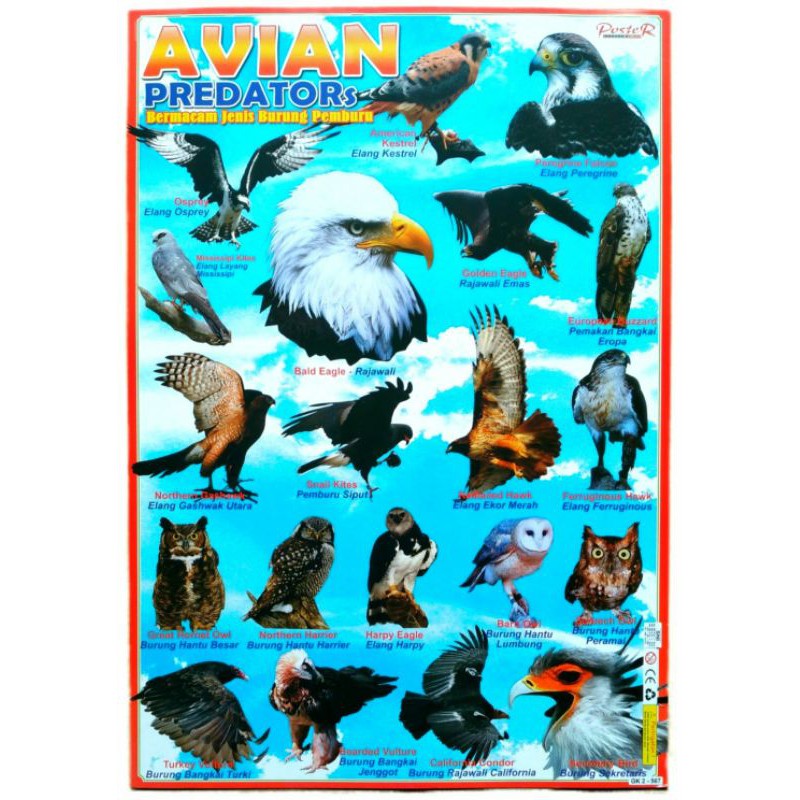 Jual Poster Burung Predator | Shopee Indonesia