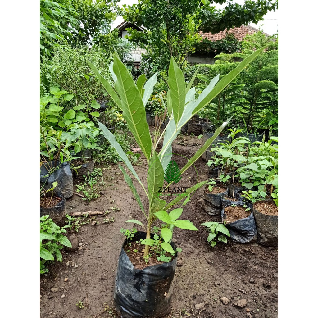 Jual bibit pohon tabebuya | bunga kuning | mirip sakura | Shopee Indonesia