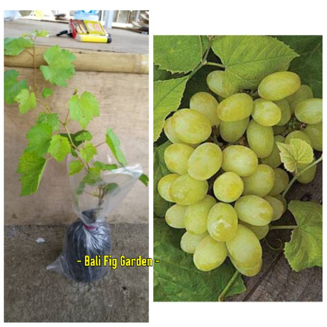 Jual Bibit Anggur Harold | Shopee Indonesia