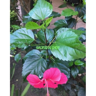 Jual DAUN BUNGA SEPATU SEGAR LANGSUNG PETIK / DAUN TANAMAN KEMBANG ...