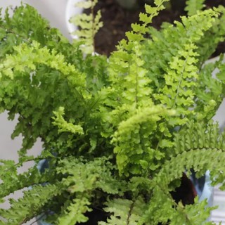 Jual Tanaman Hias Pakis Embun Pakis Boston | Shopee Indonesia