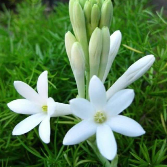 Jual Tanaman hias bunga sedap malam-pohon bunga putih-(tanaman hidup ...