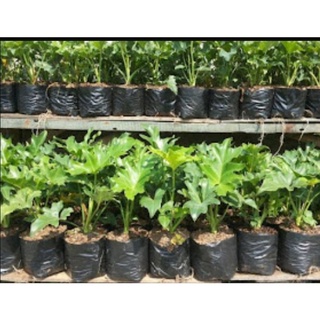 Jual Tanaman Pilo/Philo Jari/Philo Dendrobium Sellom 100% ORIGINAL ...