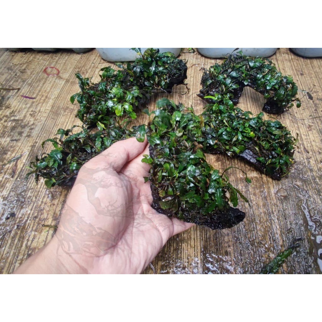 Jual Tanaman Aquascape - Bucephalandra / Buce Media Kayu Rentek ...