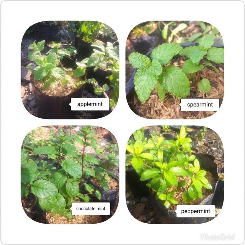 Jual Bibit tanaman daun mint 4 varian (peppermint-spearmint-applemint ...