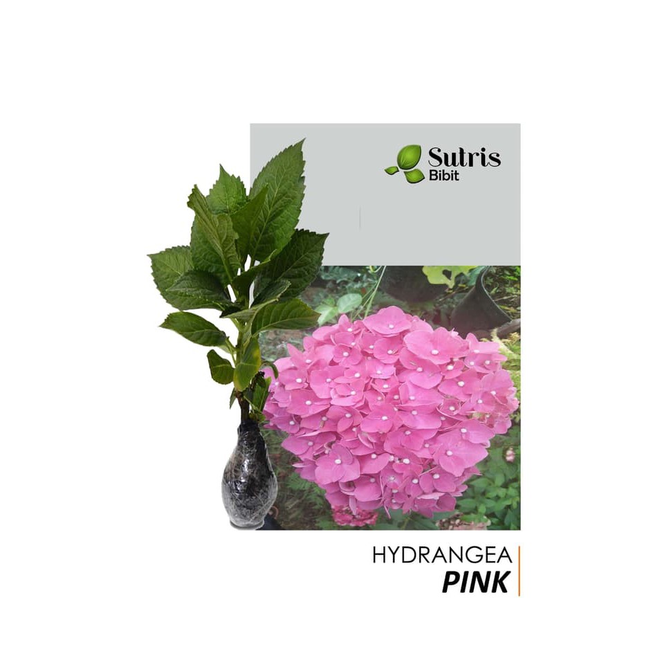 Jual Bibit Tanaman Bunga Hydrangea Forever Pink ( Bunga Hortensia ) Indonesia|Shopee Indonesia