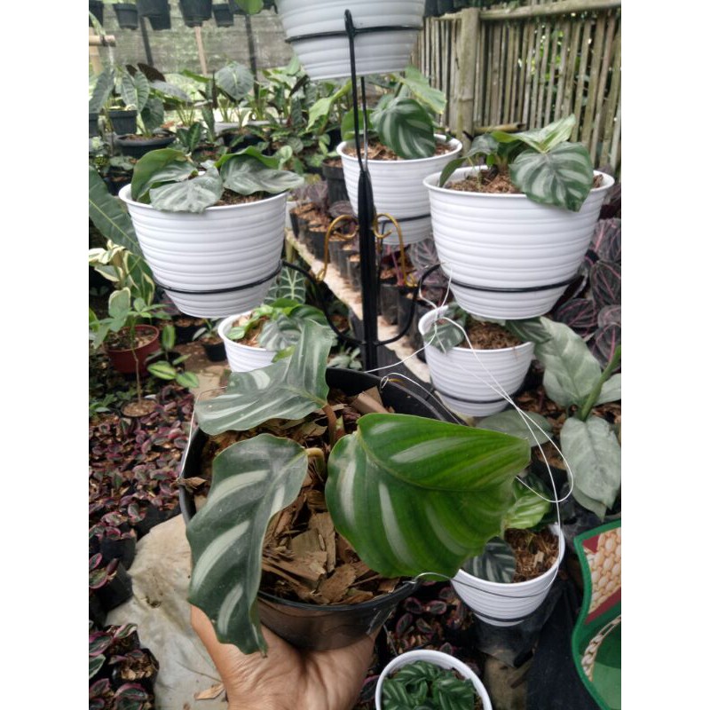 Jual Tanaman Hias Hidup Bunga Calathea fasciata - Kalatea Paciata ...