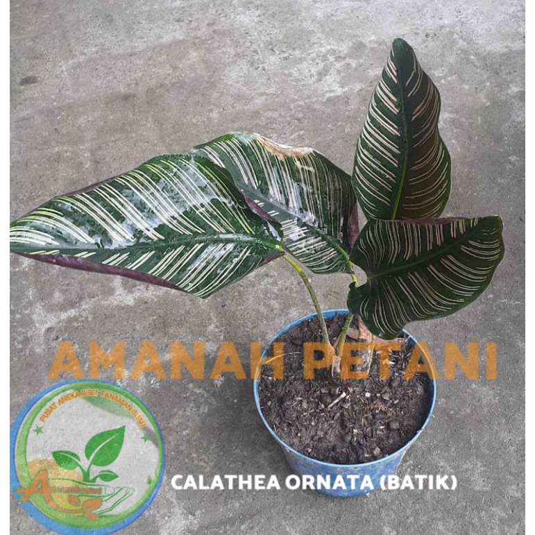 Jual calathea/calatheaornata/calatheabatik/calatheastrippink ...