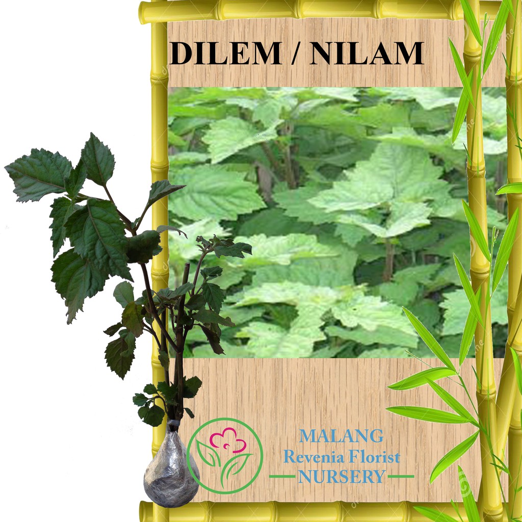 Jual Tanaman Obat Nilam / Dilem | Shopee Indonesia