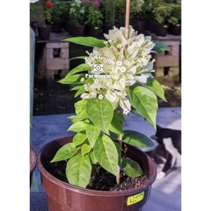 Jual PROMO!!TANAMAN HIAS BUGENVIL BUNGA KERTAS SINGAPORE PUTIH//BUNGA ...