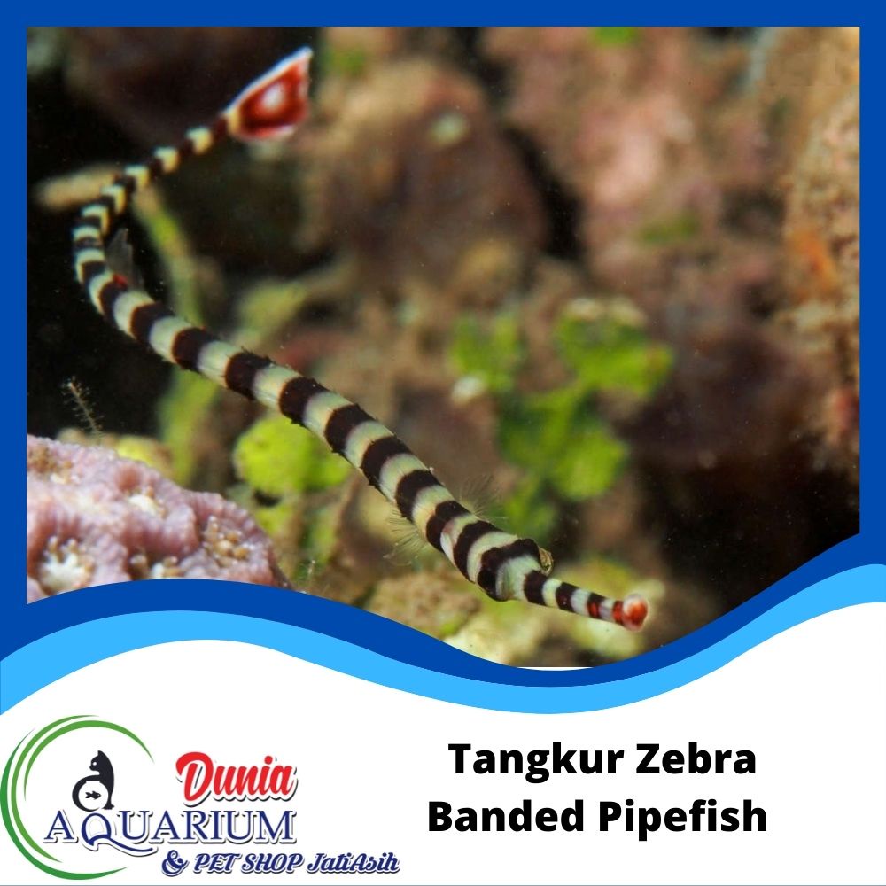 Jual Tangkur Zebra Pipe Fish Ikan Hias Laut Aquarium Marine Reef Tank ...