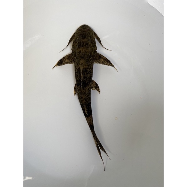 Jual Ikan Bagarius Catfish Rare | Shopee Indonesia