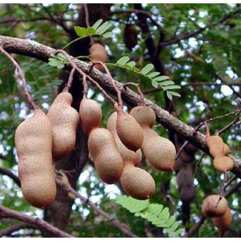 Jual tanaman bibit pohon asem jawa / asam jawa tinggi 10-20 cm | Shopee ...