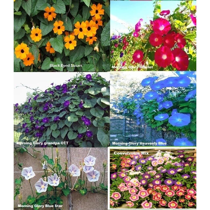 Deretan 17+ Jenis Tanaman Bunga Merambat Terpopuler - Informasi Seputar ...