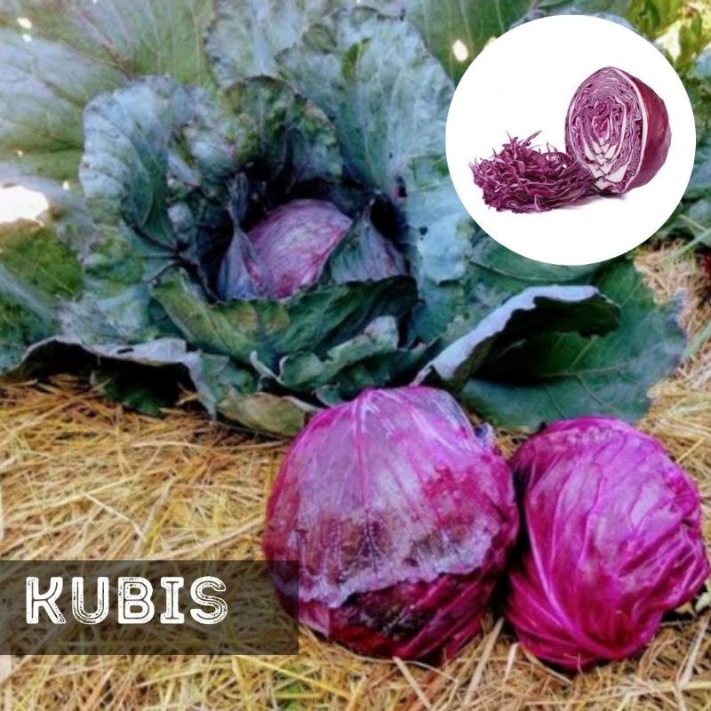 Jual Benih KUBIS UNGU (isi-7) F1 Scarlet Hibrida Biji Sayur | Shopee ...
