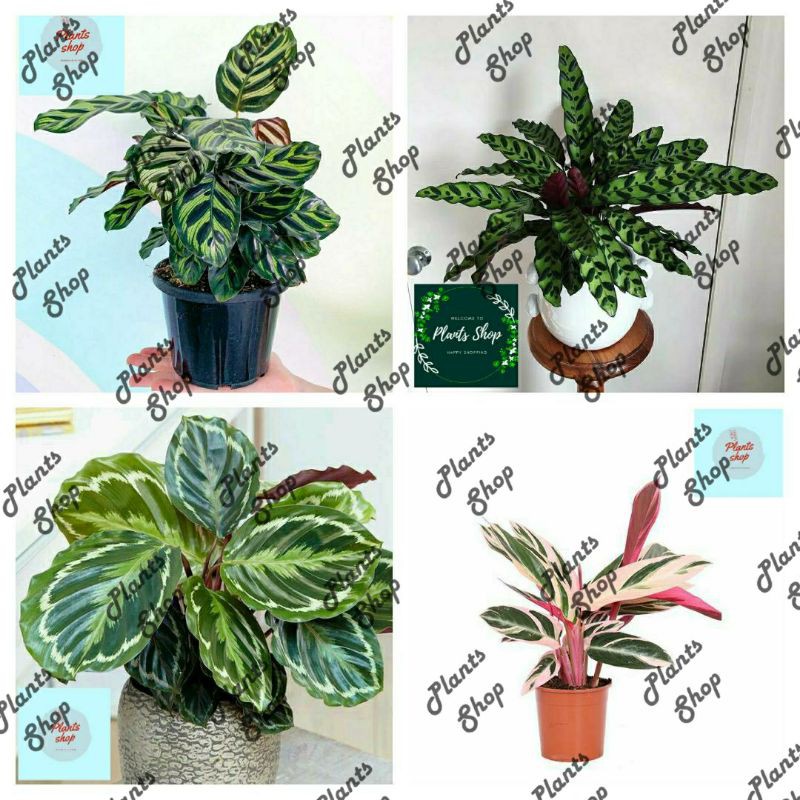 Jual Tanaman hias 4 PAKET Calathea- 4 Macem- Bunga kalatea Hidup ...