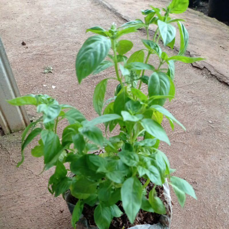Jual Tanaman Lalaban Kemangi, Pohon Kemangi, Kemangi | Shopee Indonesia