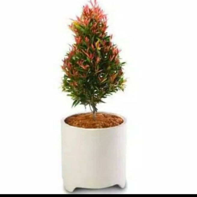 Jual Tanaman hias pucuk merah syzygium oleana -tanaman hidup-Bunga ...