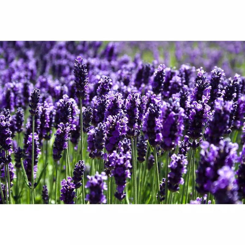 Jual 10 Benih / Bibit - English Lavender (Lavandula Angustifolia ...