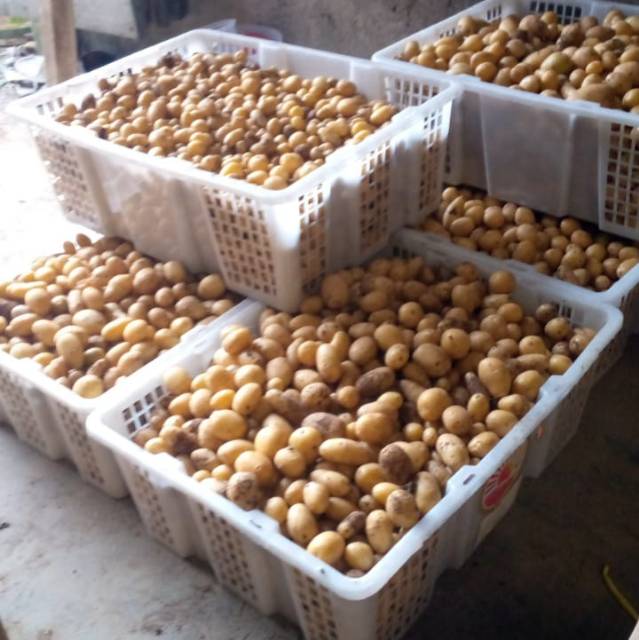 Produk bibit kentang dieng | Shopee Indonesia