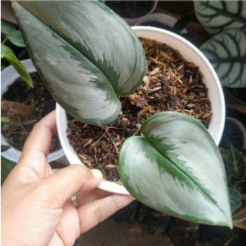 Jual scindapsus treubii moonlight | Shopee Indonesia