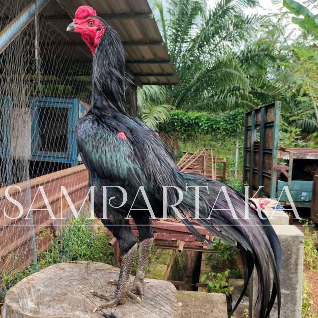 Jual ayam bangkok pakhoy ekor lidi ekor panjang asli koytrad telur ...