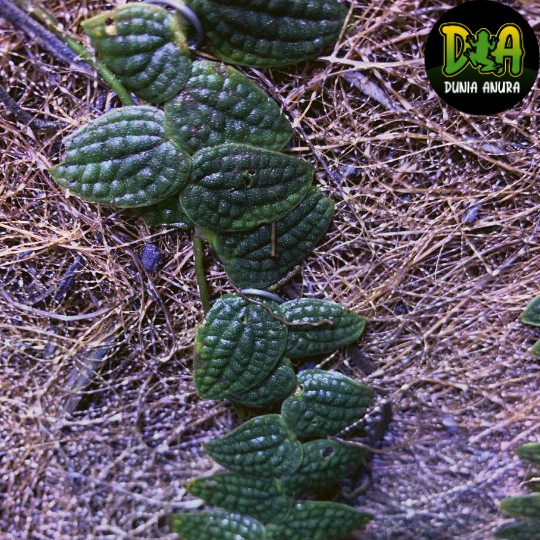 Jual Jungle Plant Piper Clypeatum | Shopee Indonesia
