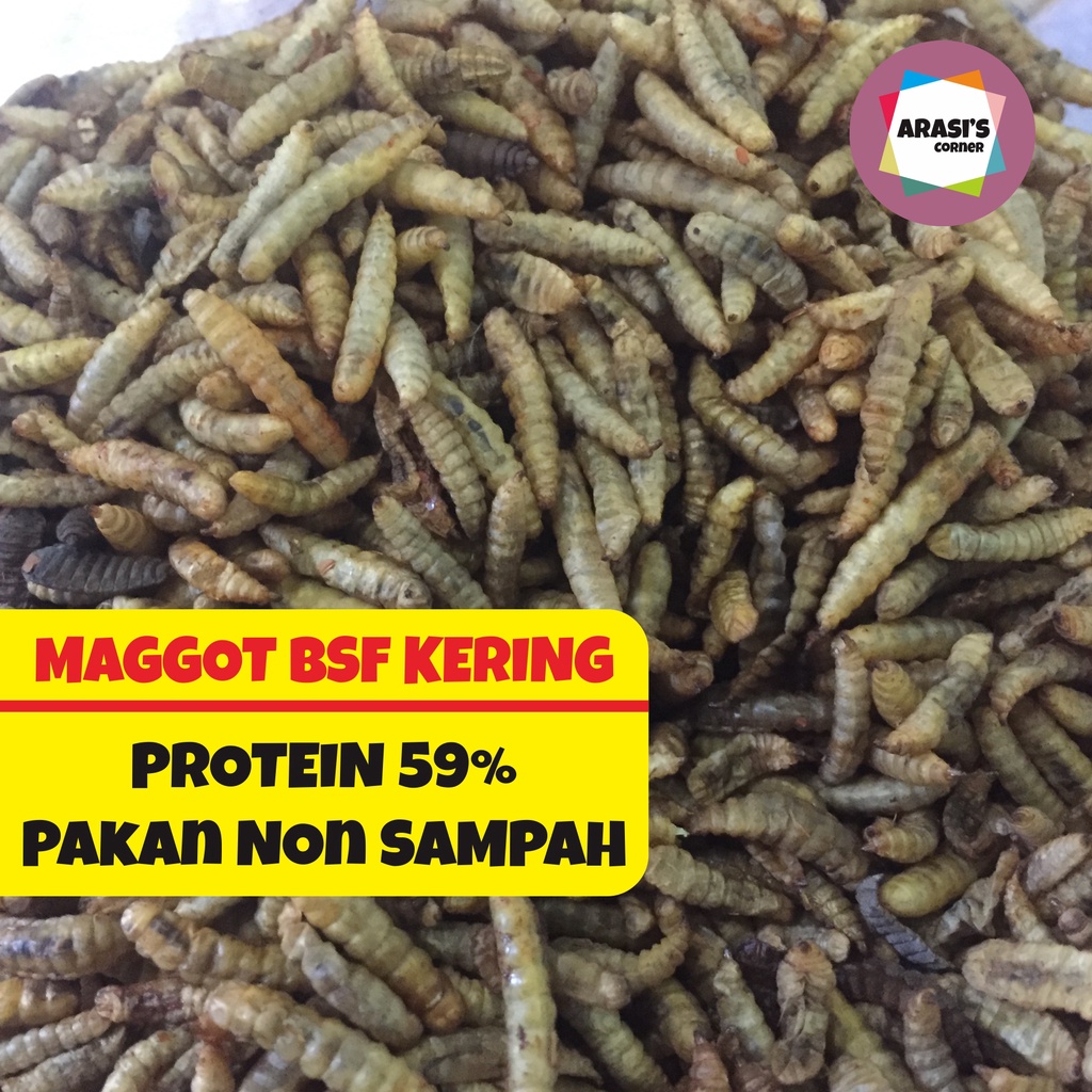 Jual Maggot Kering Pakan Ikan Koi Channa Predator Hamster 250gr | Shopee Indonesia