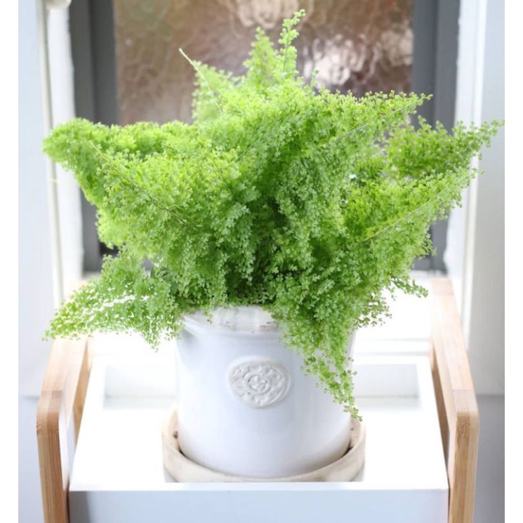 Jual tanaman pakis embun fern cotton candy | Shopee Indonesia