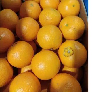 Jual JERUK SUNKIST NAVEL 500GRAM | Shopee Indonesia