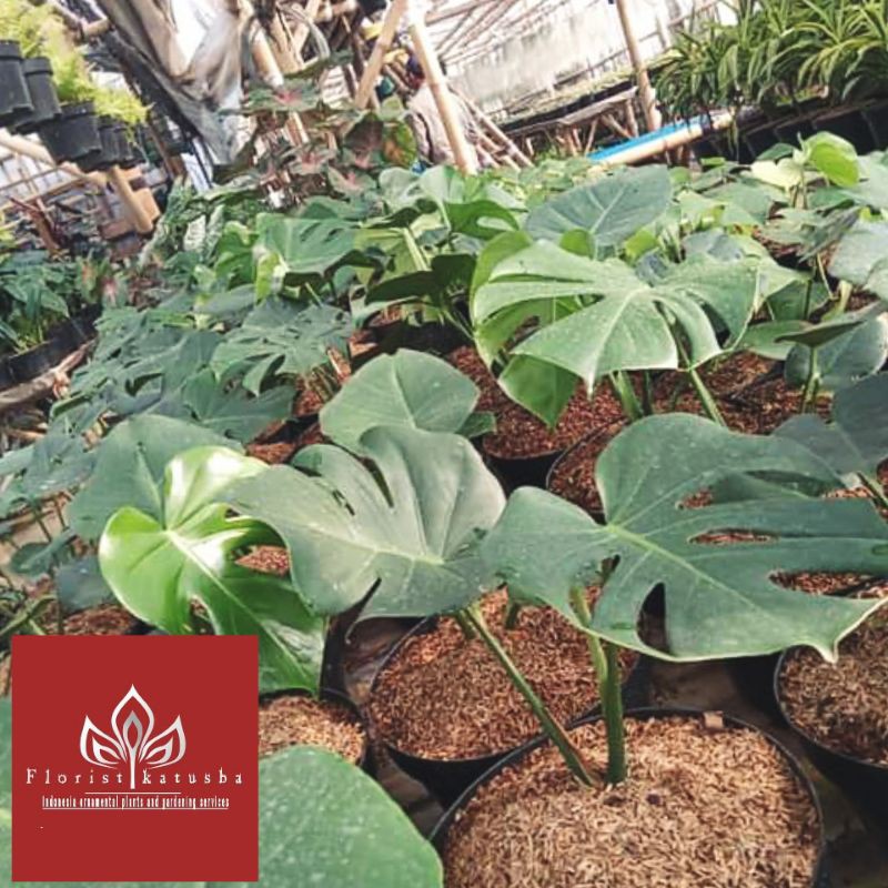 Jual tanaman hias daun monstera deliciosa Indonesia|Shopee Indonesia
