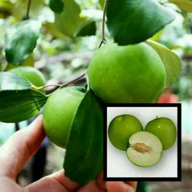 Jual Bibit tanaman apel putsa - apel india | Shopee Indonesia