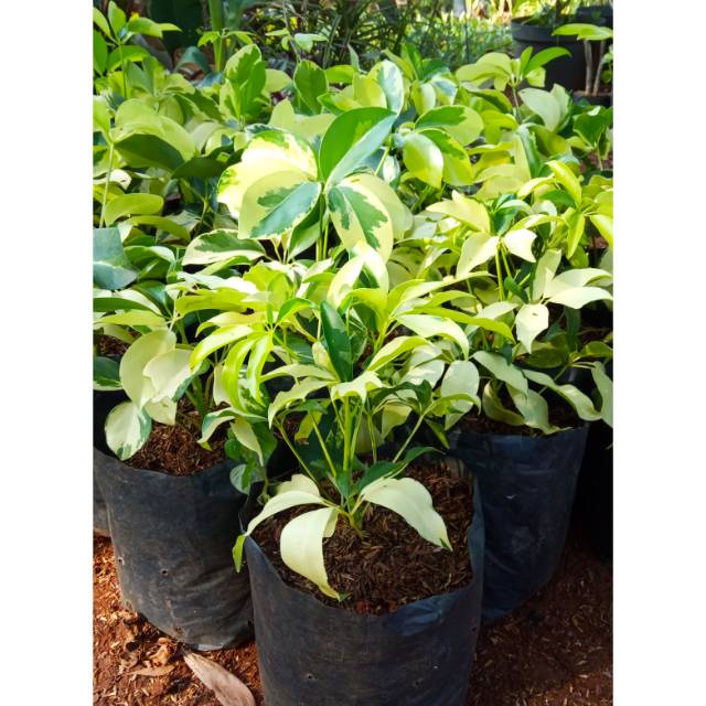 Jual jual pohon wali songo varigata daun besar | Shopee Indonesia
