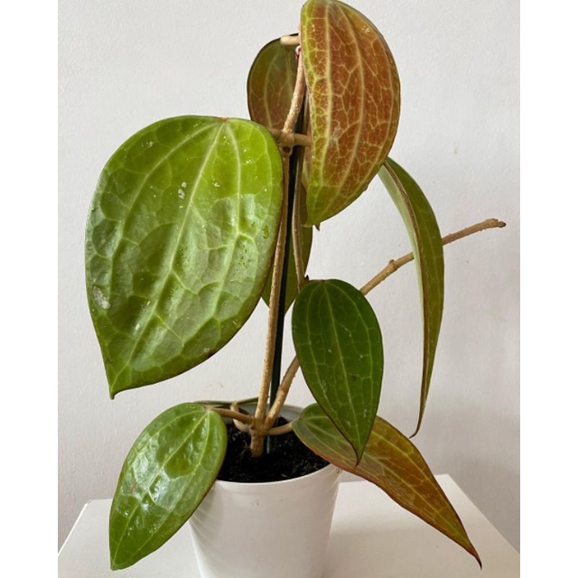 Jual Hoyaa Macrophilla // Hoyaa Latifolia | Shopee Indonesia