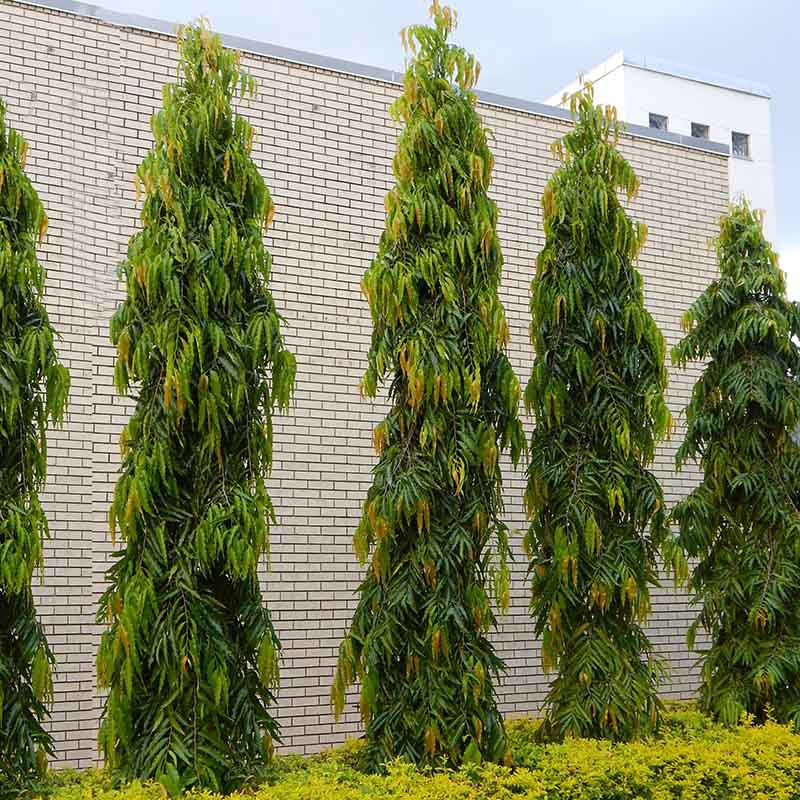 Jual Kedai 1 Benih Biji Glodogan Glodokan Tiang Cemara India False ...