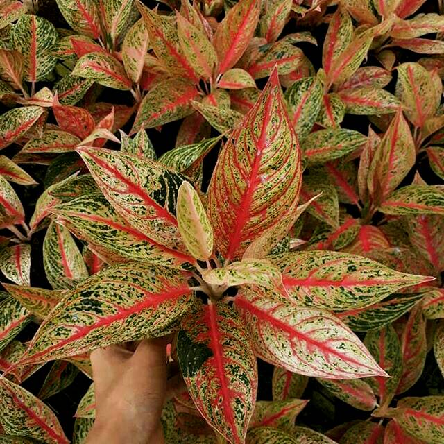Jual Tanaman Murah / Tanaman Hias / Tanaman Aglonema / Aglonema Red ... Jual Tanaman Murah / Tanaman Hias / Tanaman Aglonema / Aglonema Red ...