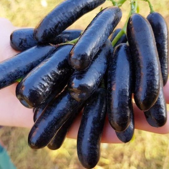 Jual Bibit Anggur Import Avatar Hasil Grafting | Shopee Indonesia