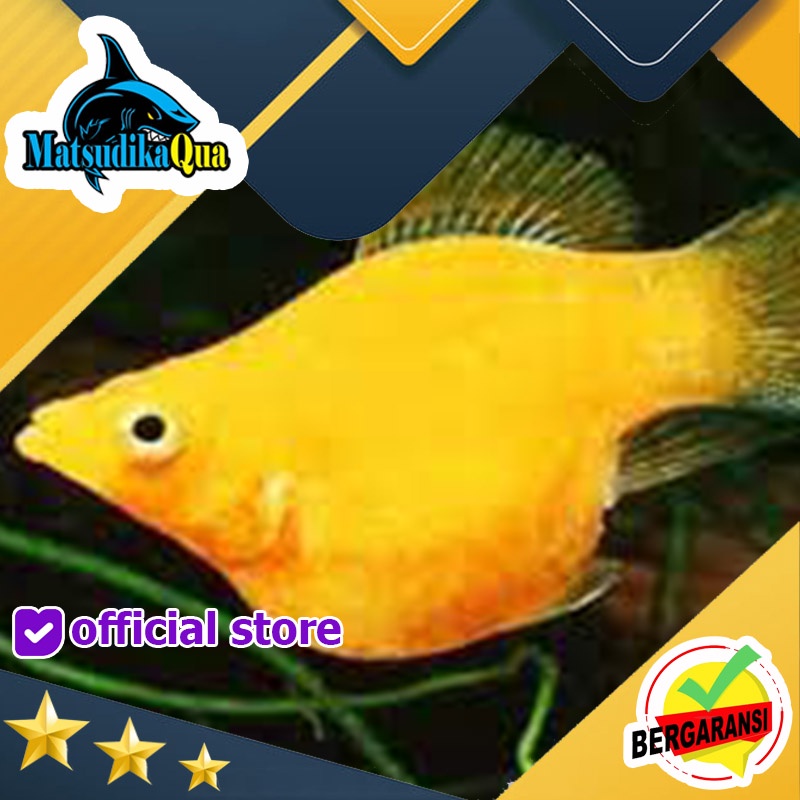 Jual Ikan Hias Molly Moli Golden Balon Aquarium Aquascape Air Tawar ...