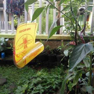 Jual Yellow trap likat kuning perangkap hama tanaman termurah Indonesia ...