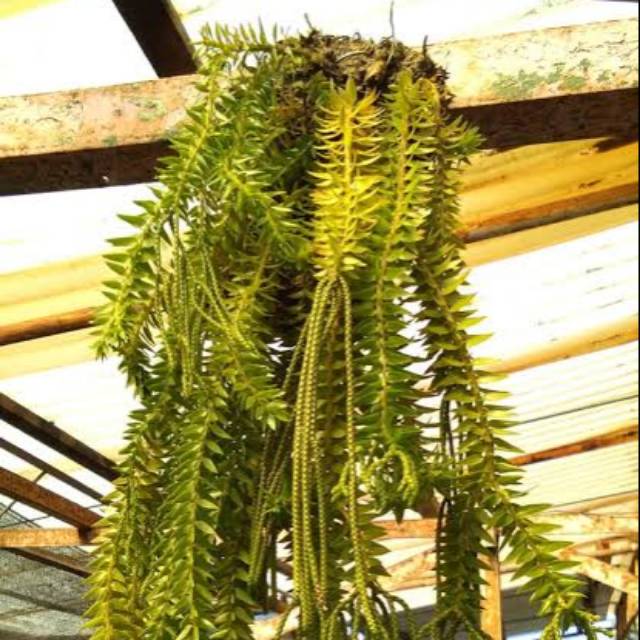 Jual Tanaman Hias Paku Rumbai - Tanaman Gantung Huperzia | Shopee Indonesia