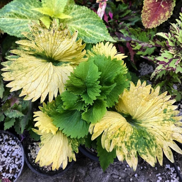 Jual Miana Kipas Kuning Miana Kipas Hijau Tanaman Hias Daun Miana ...