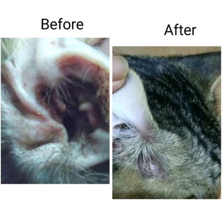 Jual PROMO CONGEK OBAT RADANG TELINGA BENGKAK OBAT TETES KUCING TELINGA ...