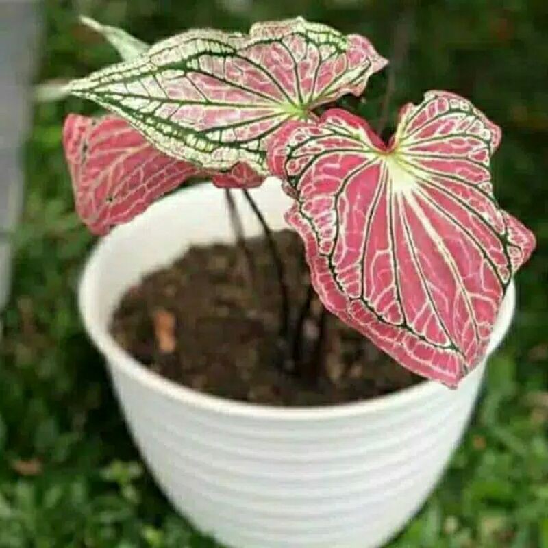 Jual Tanaman hias caladium - keladi wayang - keladi wayang batik ...