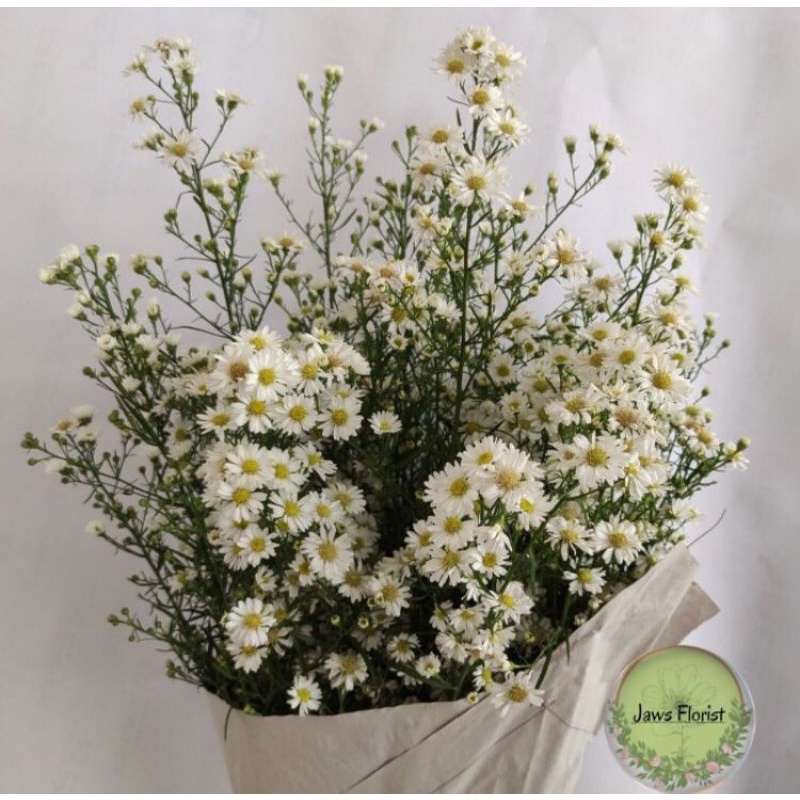 Jual Bunga Pikok Putih Segar | Shopee Indonesia