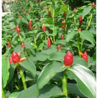 Jual Tanaman Hias Pacing Pentul/ Bunga Pacing Pentul | Shopee Indonesia