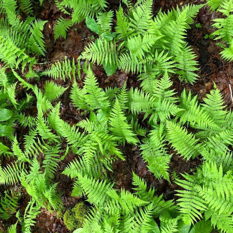 Jual tanaman pakis hias pakis polystichum setiferum | Shopee Indonesia