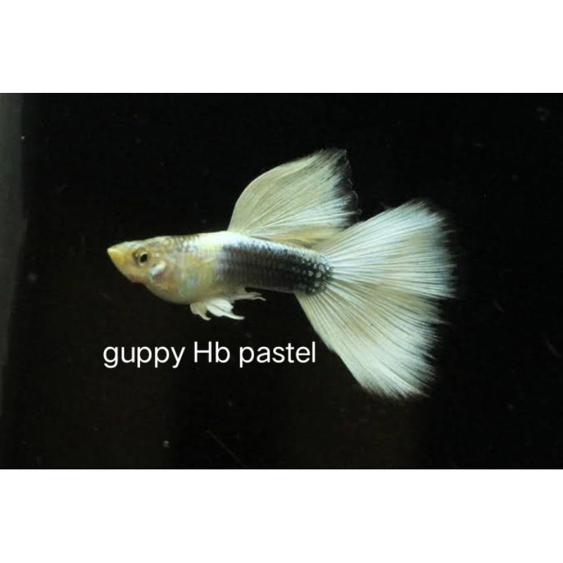 Jual IKAN HIAS GUPPY HB Pastel | Shopee Indonesia