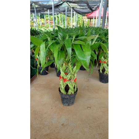 Jual bambu hoki/bambu anyam | Shopee Indonesia