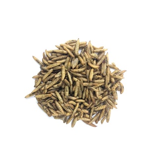 Jual magot oven 1kg magot dry magot bsf kering maggot oven maggot ...